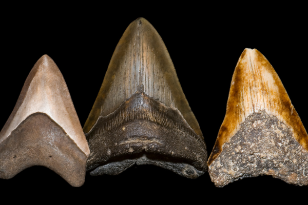 Authentic & Real Megalodon Teeth Fossils The Megalodon Tooth Australia ...