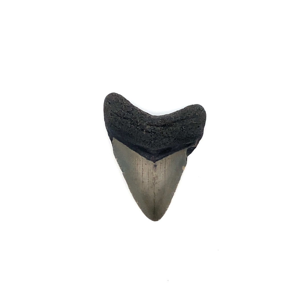 Authentic & Real Megalodon Teeth Fossils The Megalodon Tooth Australia ...