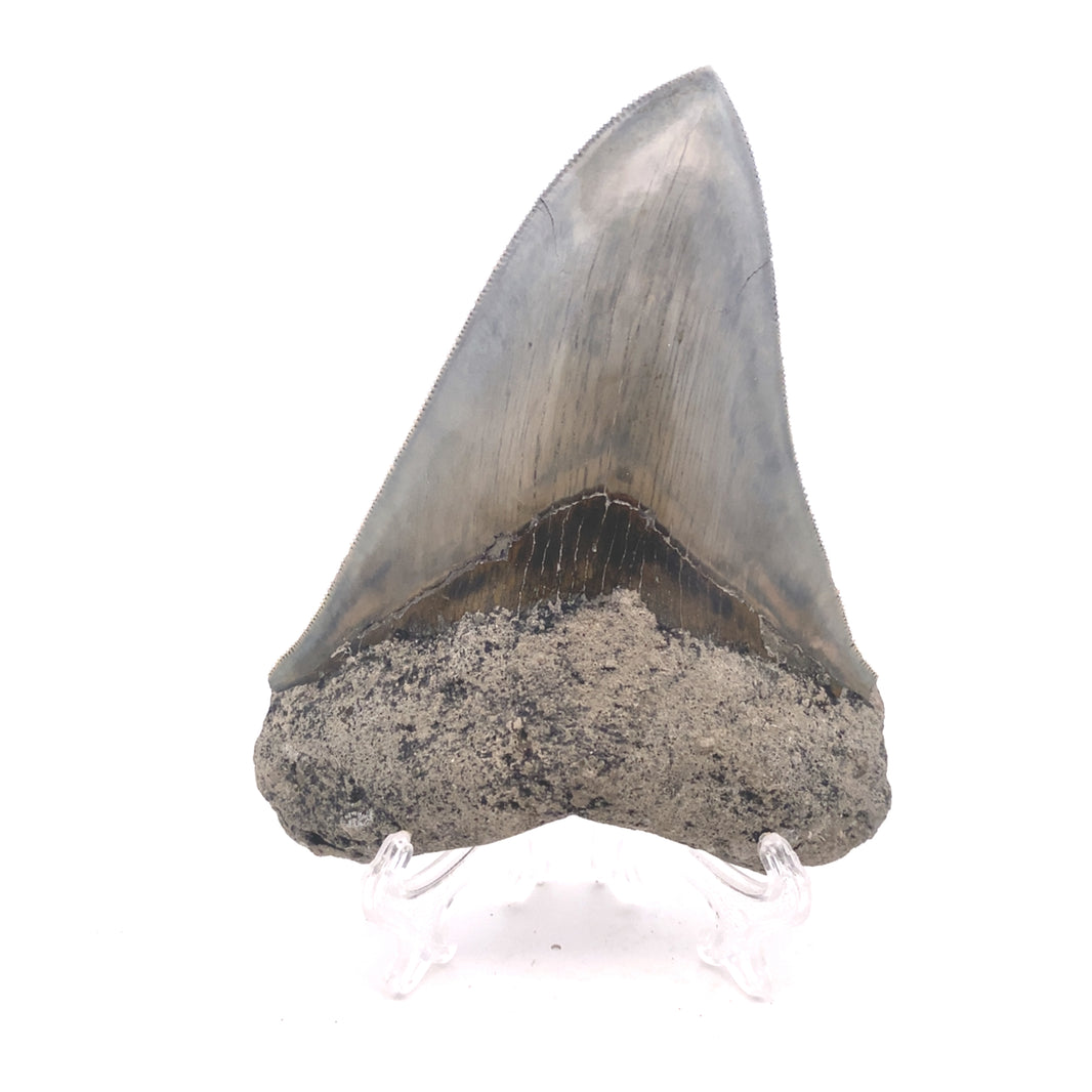 Authentic & Real Megalodon Teeth Fossils The Megalodon Tooth Australia ...