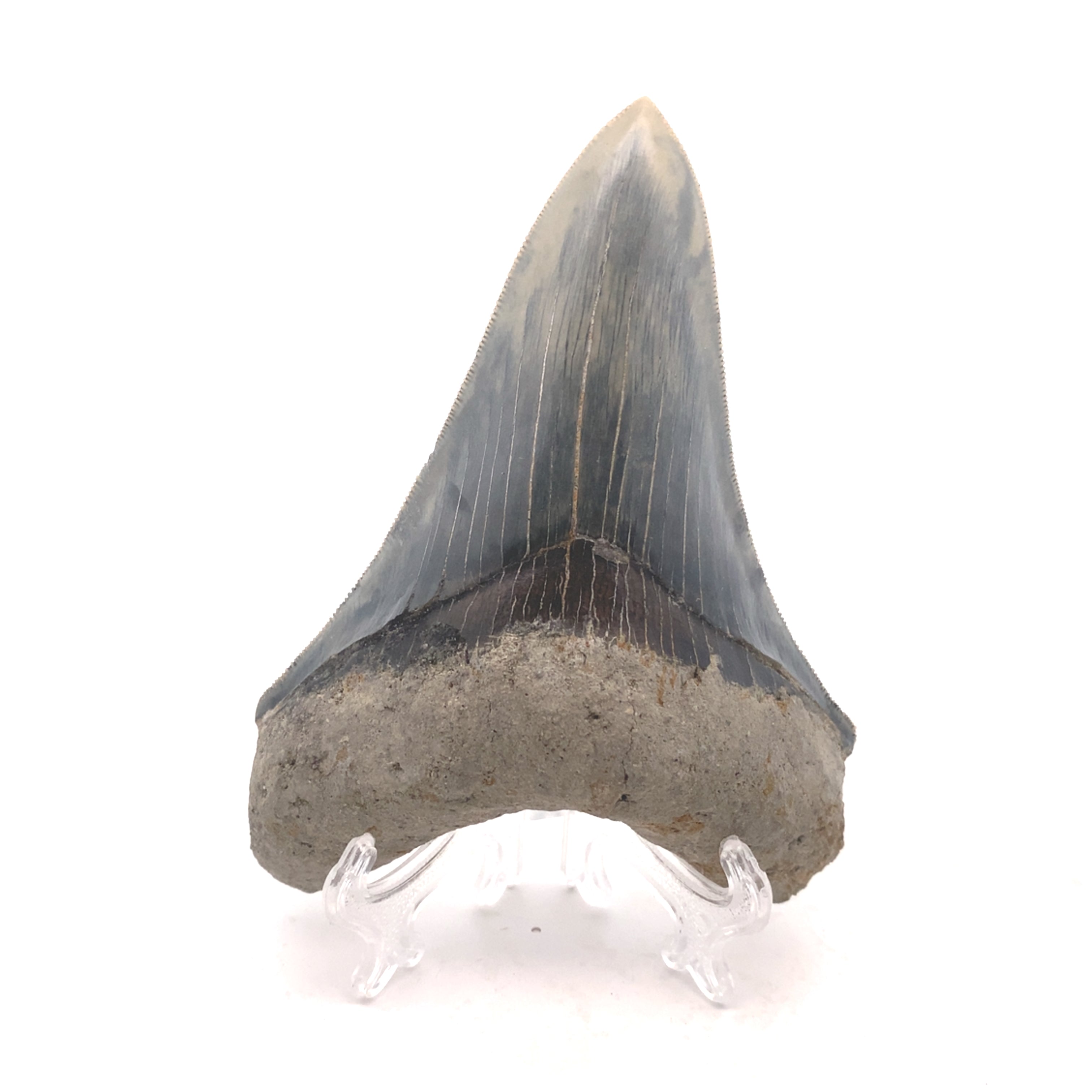 Authentic & Real Megalodon Teeth Fossils The Megalodon Tooth Australia ...