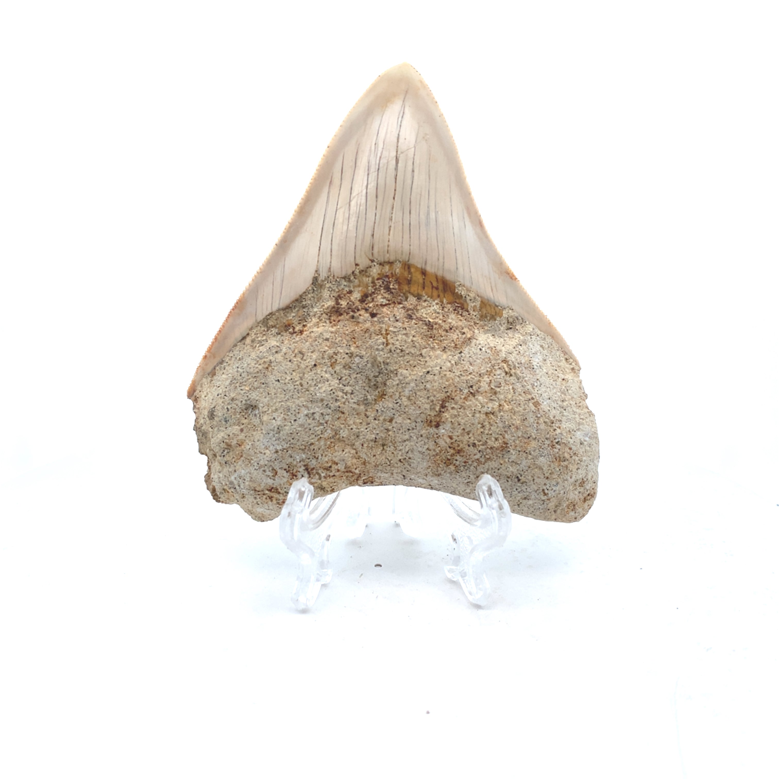 LEARN & SHOP Explore The Megalodon with The Megalodon Tooth Australia ...