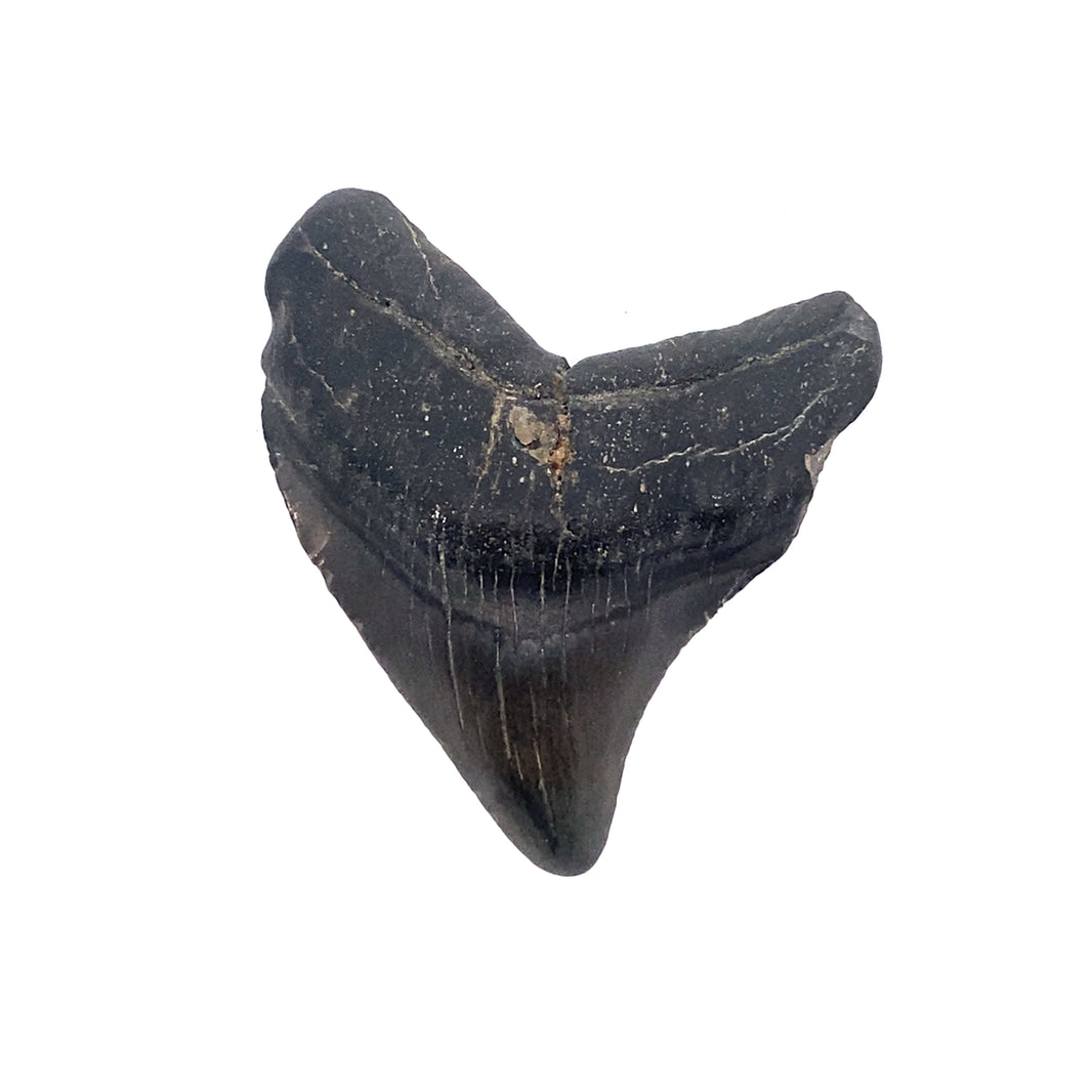 Authentic & Real Megalodon Teeth Fossils The Megalodon Tooth Australia ...