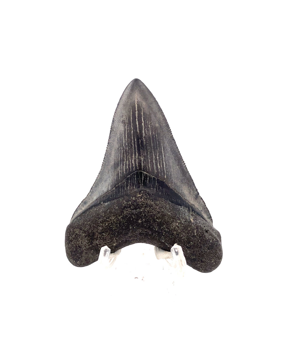 Authentic & Real Megalodon Teeth Fossils The Megalodon Tooth Australia ...