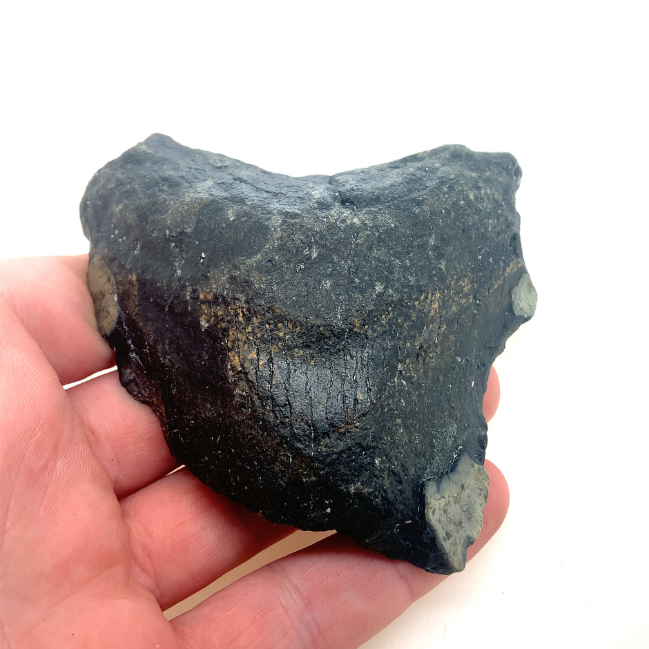 Authentic & Real Megalodon Teeth Fossils The Megalodon Tooth Australia ...