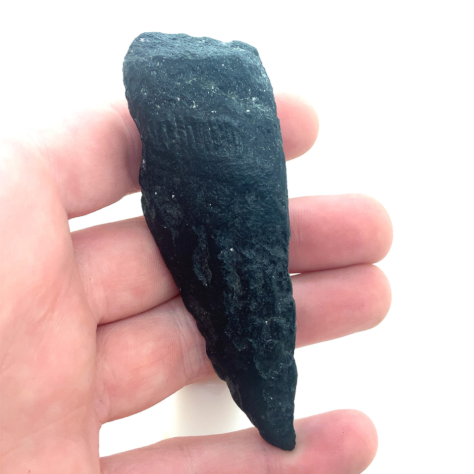 Authentic & Real Megalodon Teeth Fossils The Megalodon Tooth Australia ...