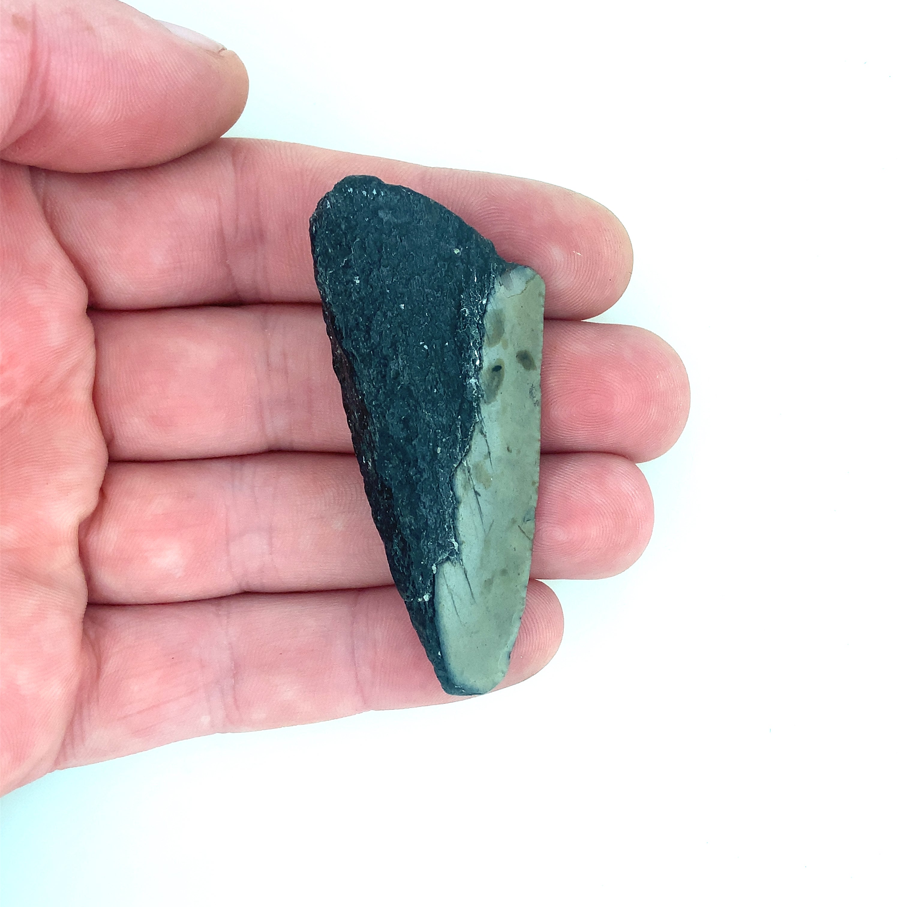 Authentic & Real Megalodon Teeth Fossils The Megalodon Tooth Australia ...