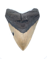 Authentic & Real Megalodon Teeth Fossils The Megalodon Tooth Australia ...