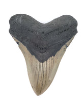 Authentic & Real Megalodon Teeth Fossils The Megalodon Tooth Australia ...