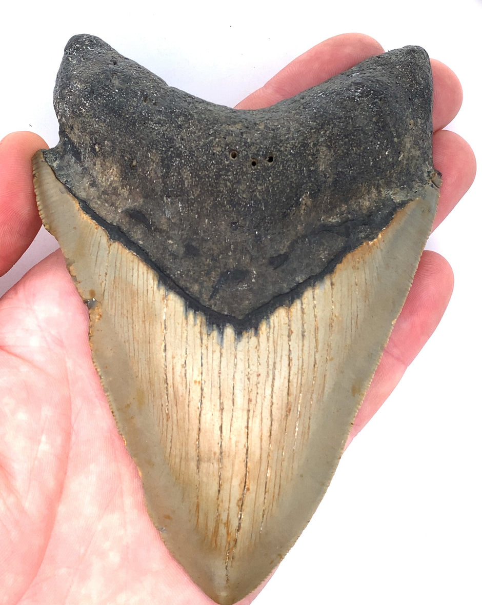 Authentic & Real Megalodon Teeth Fossils The Megalodon Tooth Australia ...
