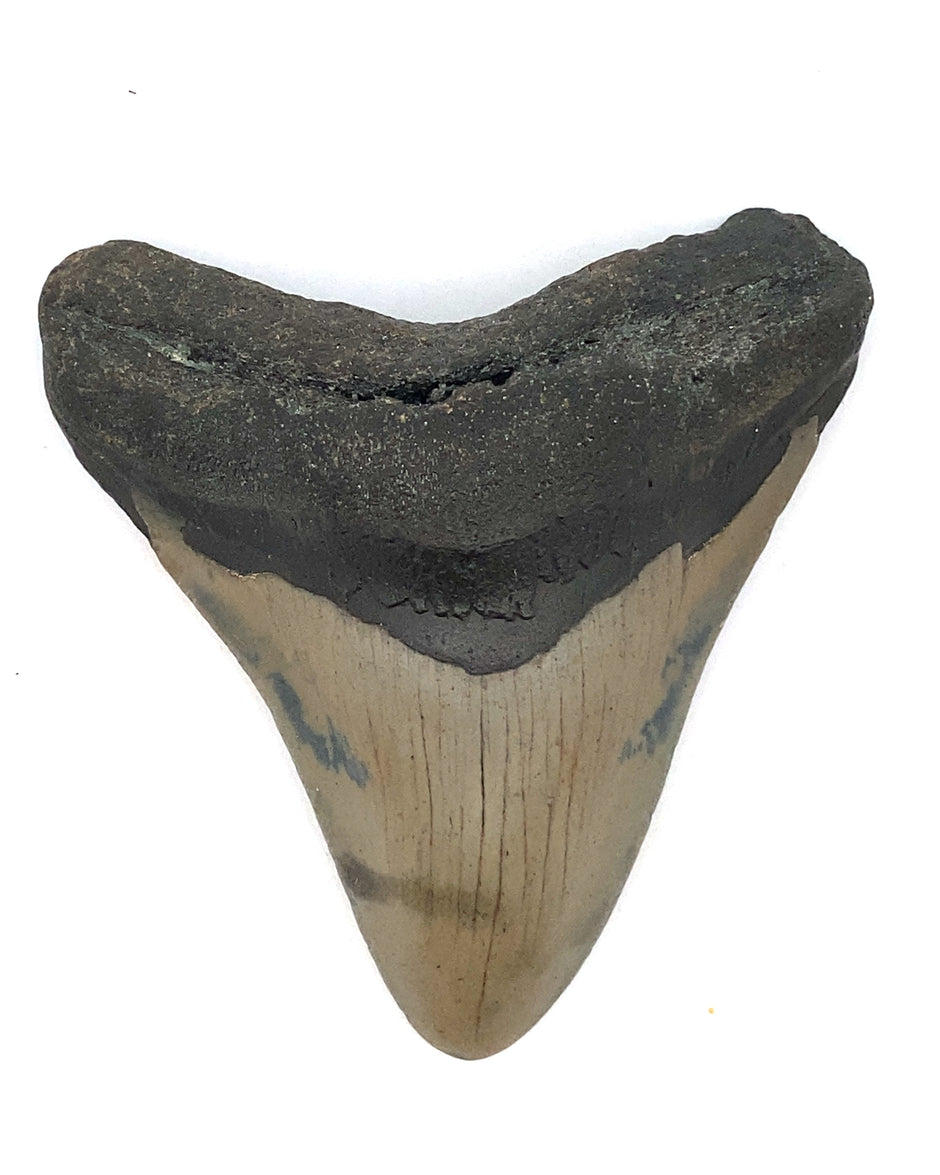 Authentic & Real Megalodon Teeth Fossils The Megalodon Tooth Australia ...