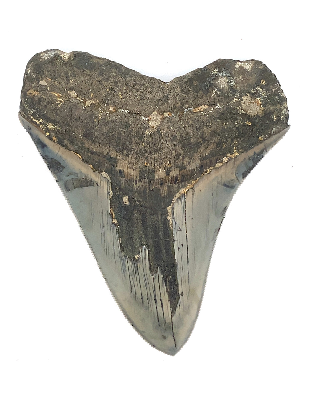 Authentic & Real Megalodon Teeth Fossils The Megalodon Tooth Australia ...