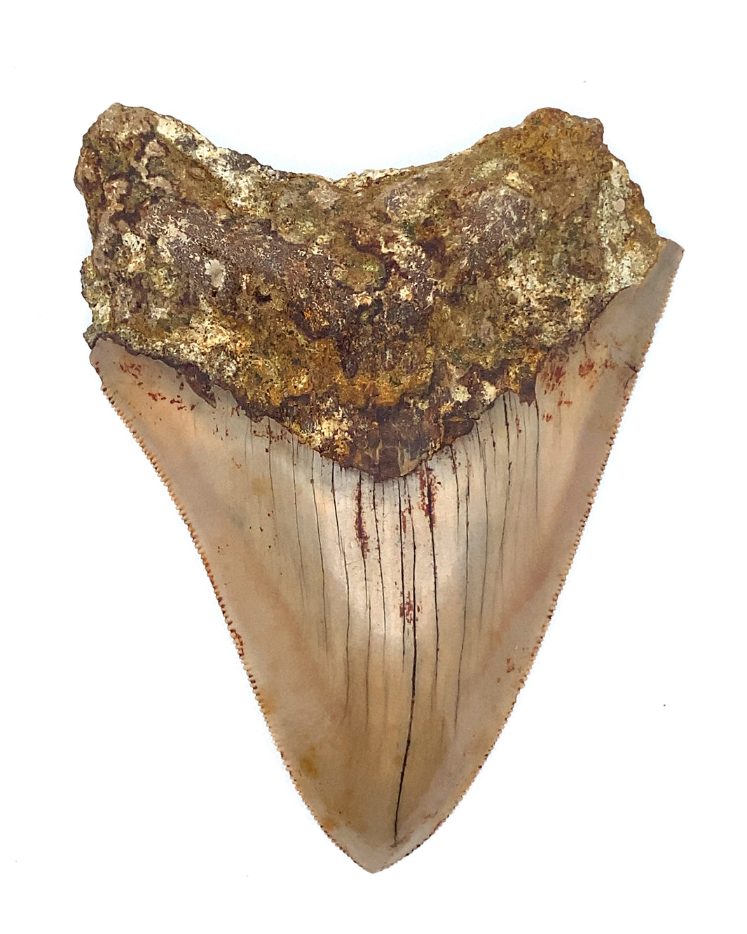 Authentic & Real Megalodon Teeth Fossils The Megalodon Tooth Australia ...