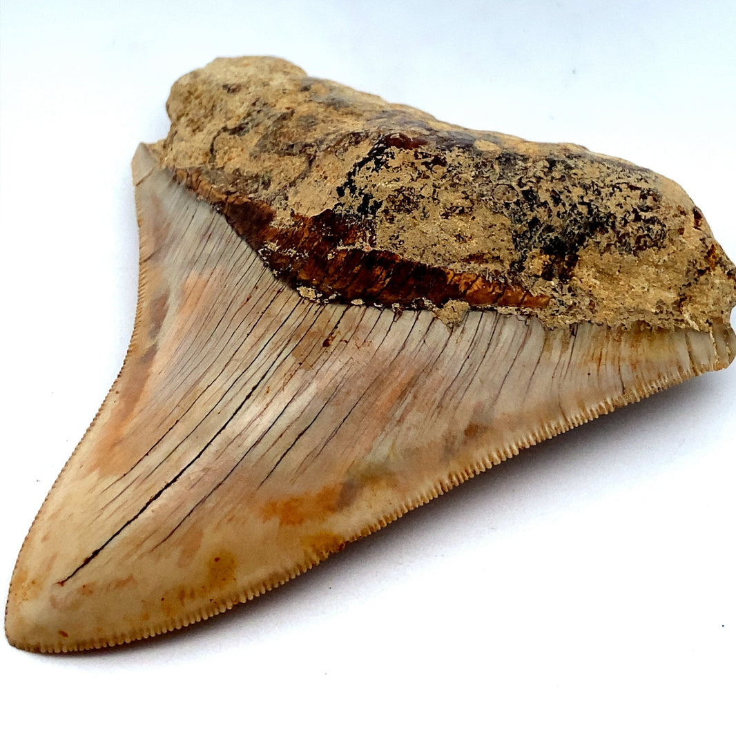 Authentic & Real Megalodon Teeth Fossils The Megalodon Tooth Australia ...