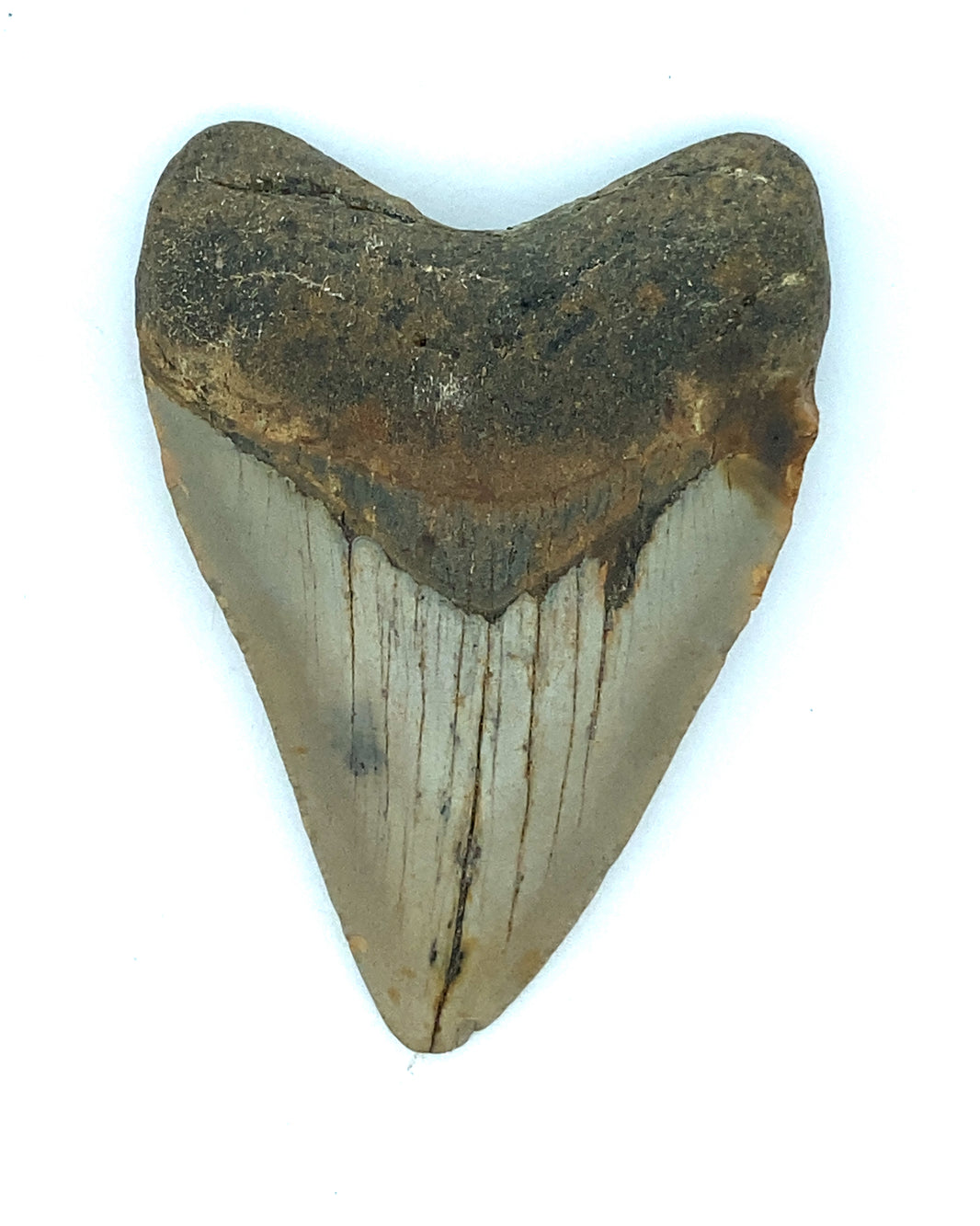 Authentic & Real Megalodon Teeth Fossils The Megalodon Tooth Australia ...