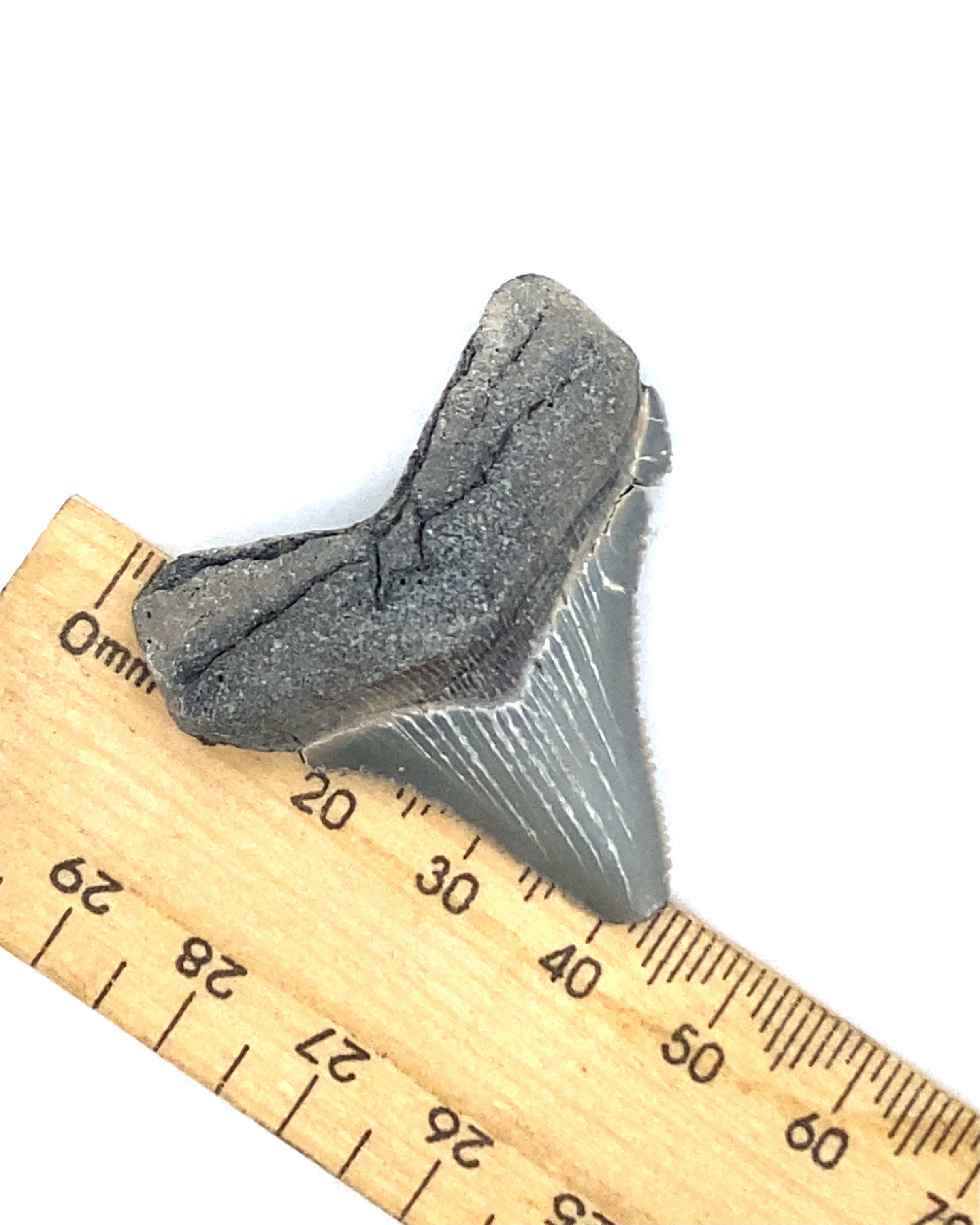 Authentic & Real Megalodon Teeth Fossils The Megalodon Tooth Australia ...