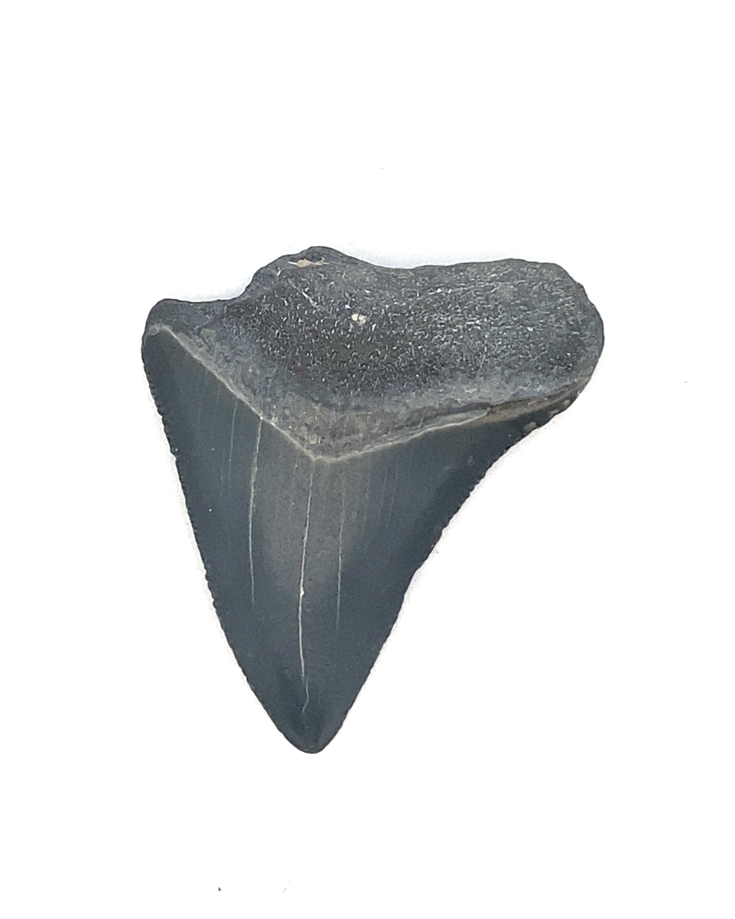 Authentic & Real Megalodon Teeth Fossils The Megalodon Tooth Australia ...