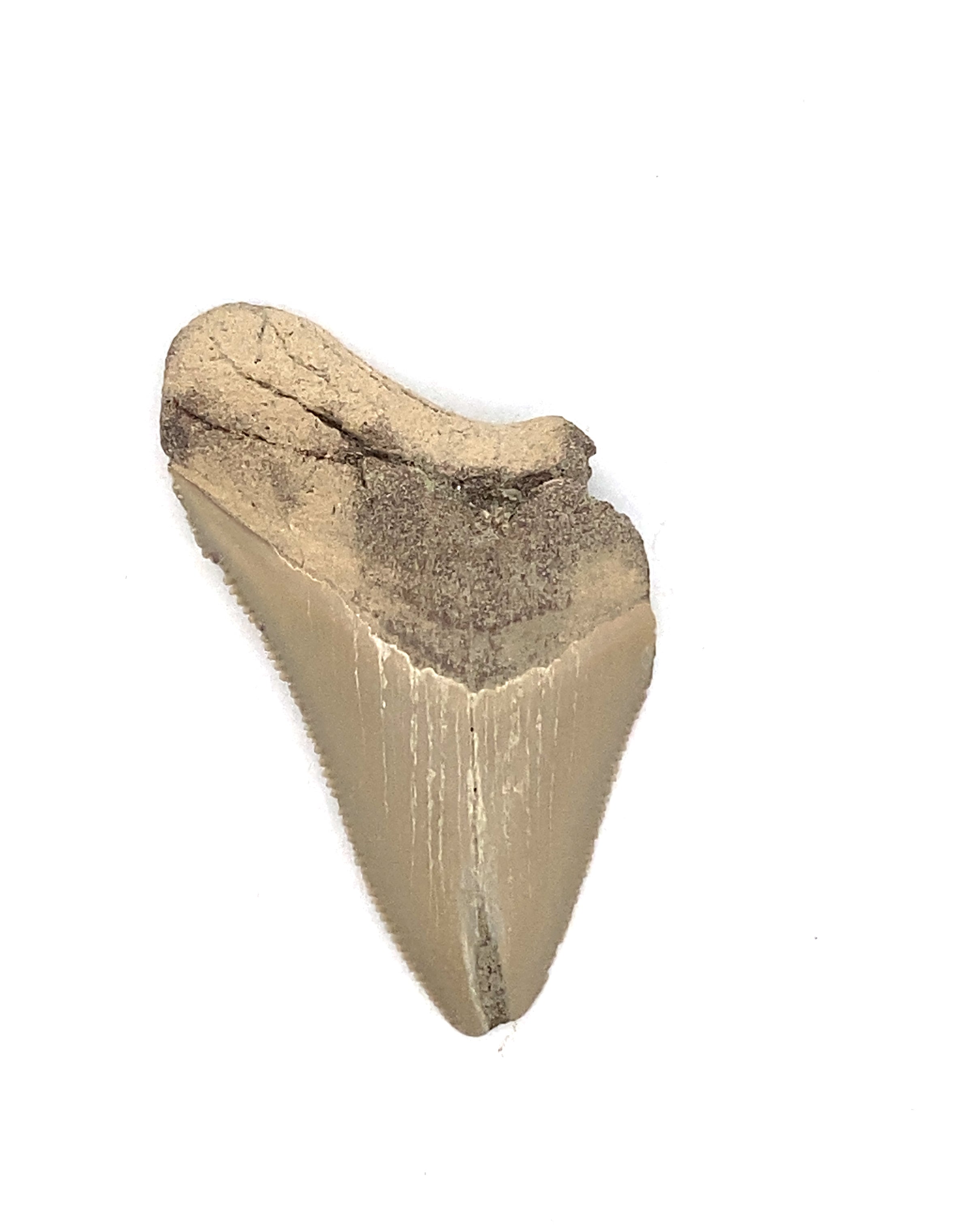 Authentic & Real Megalodon Teeth Fossils The Megalodon Tooth Australia ...