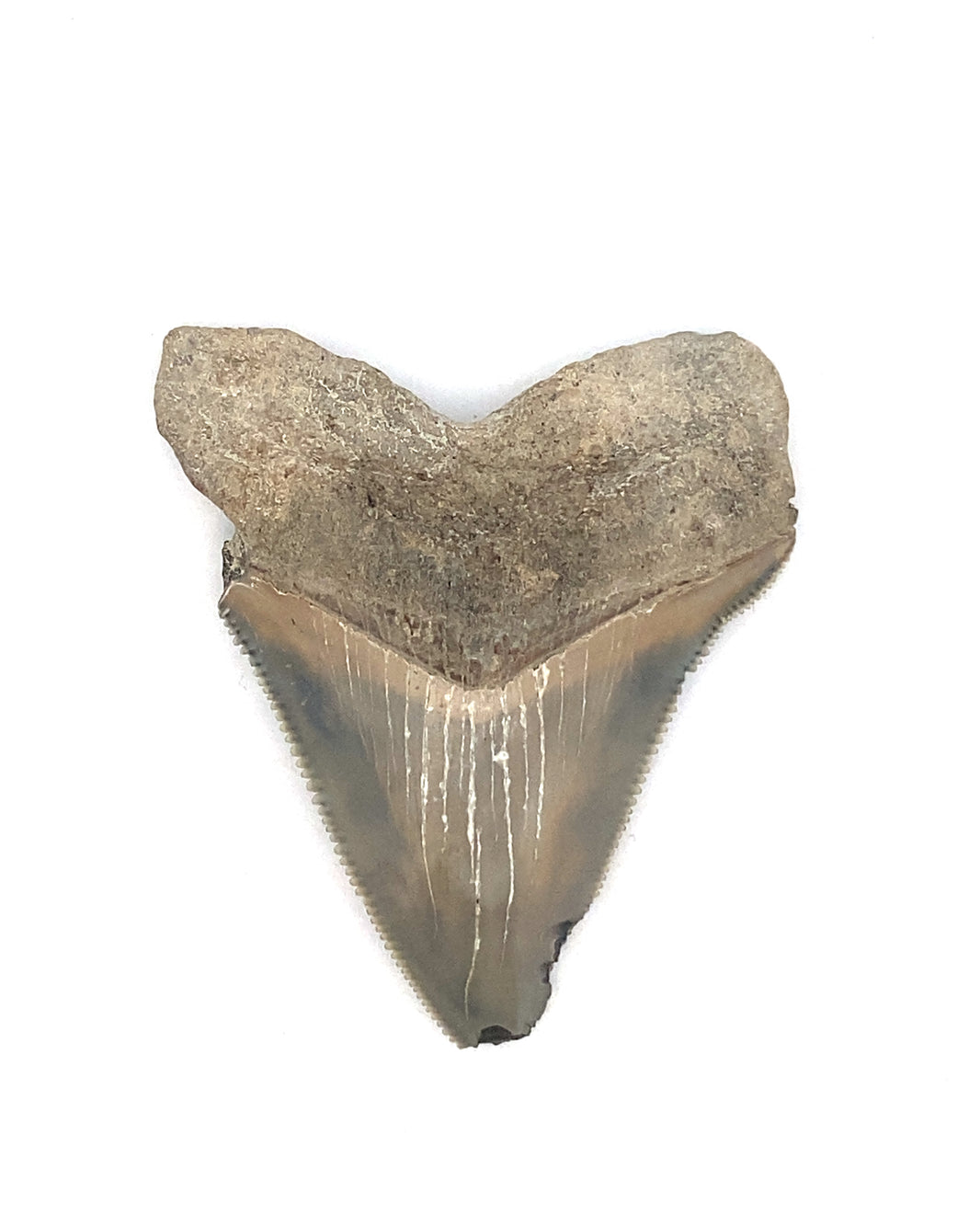 Authentic & Real Megalodon Teeth Fossils The Megalodon Tooth Australia ...