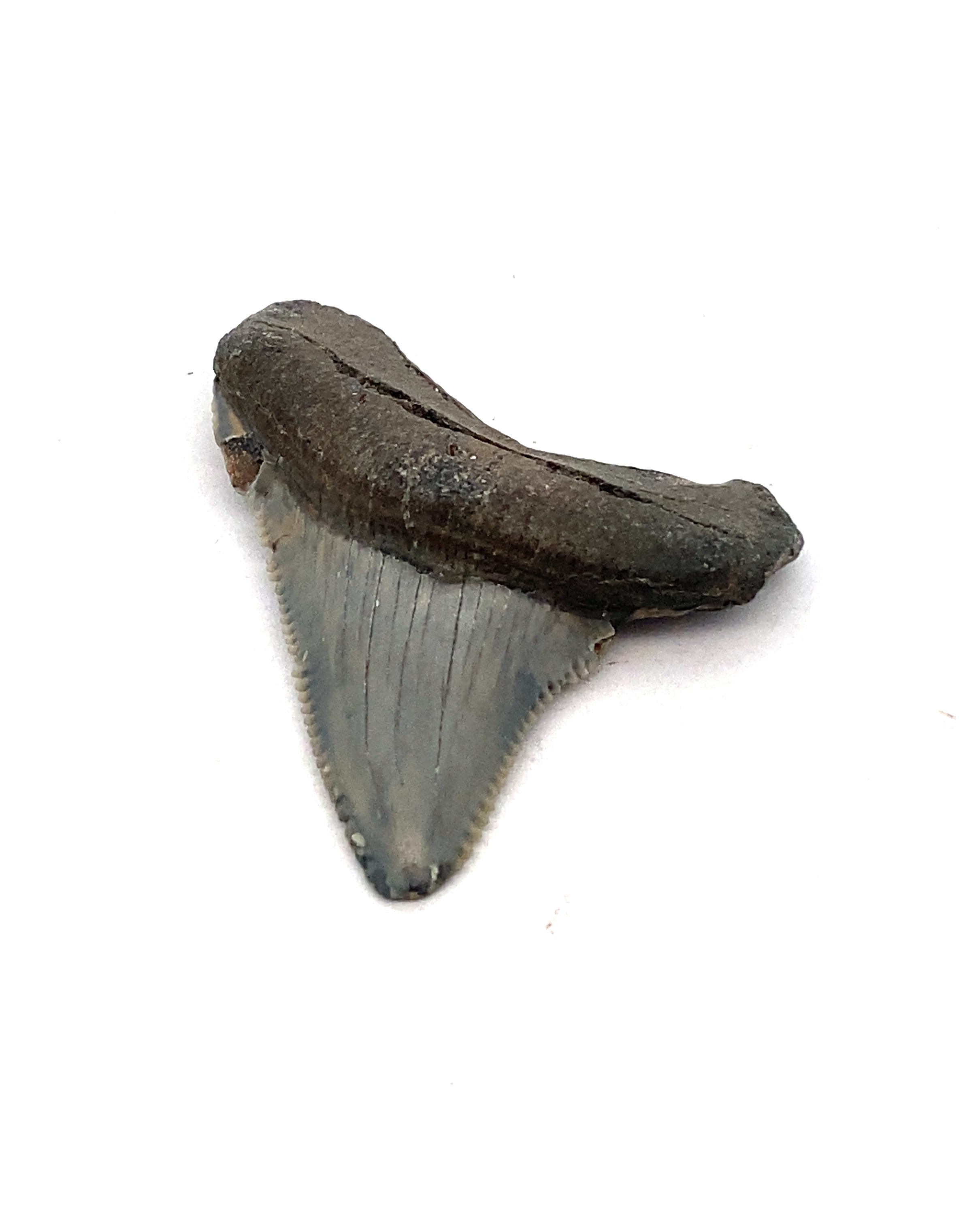 Authentic & Real Megalodon Teeth Fossils The Megalodon Tooth Australia ...