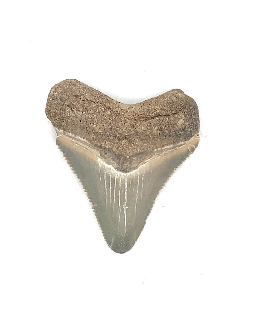 Authentic & Real Megalodon Teeth Fossils The Megalodon Tooth Australia ...