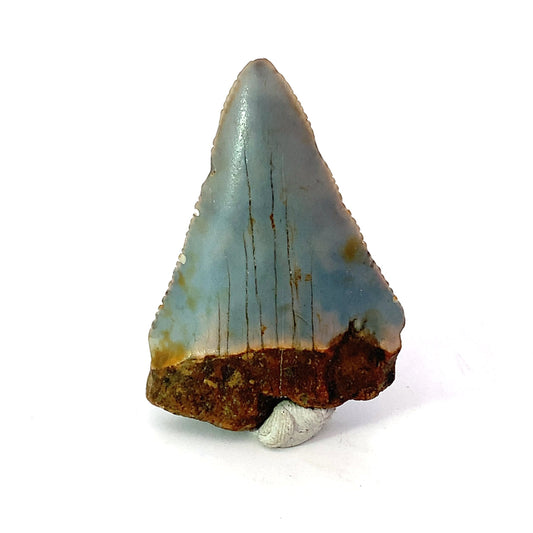 Discover Great White Teeth Fossils by The Megalodon Tooth Australia ...